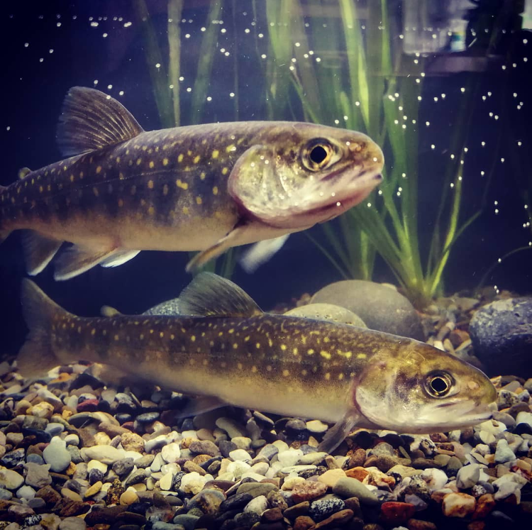 Opercule - La Centrale agricole